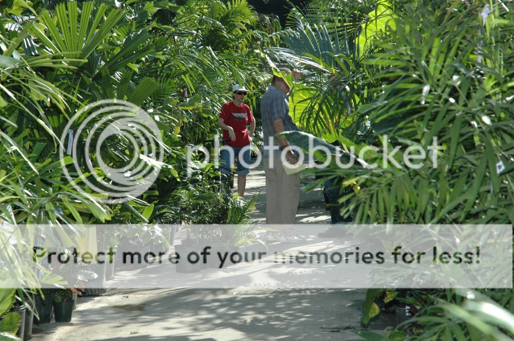 14th Annual Fall Searle 'Ganza! - DISCUSSING PALM TREES WORLDWIDE ...