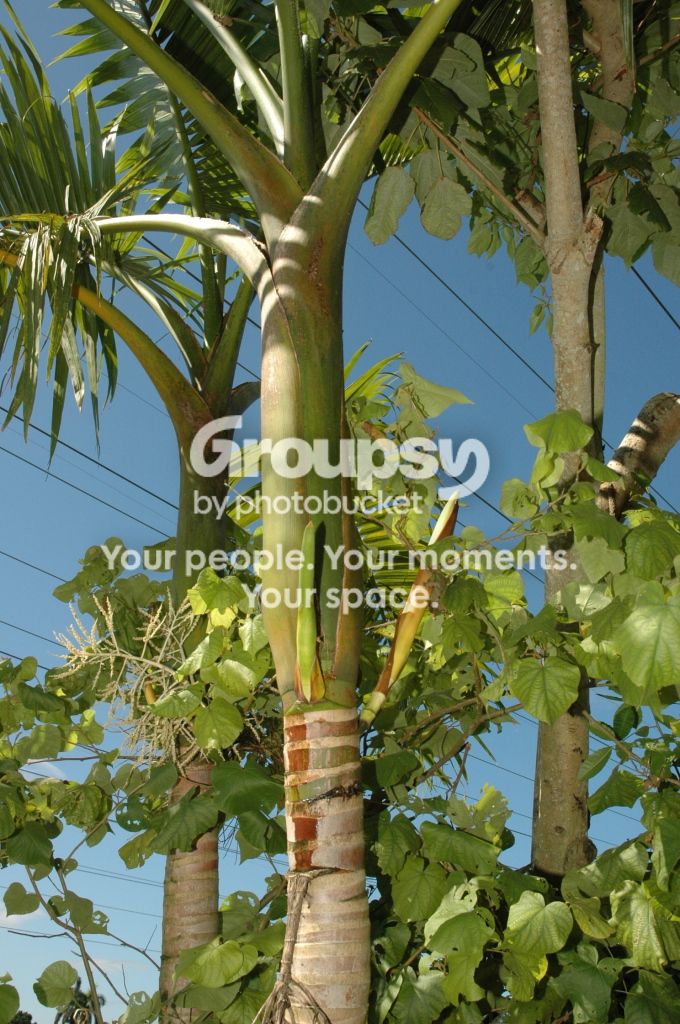 South Florida Palm Society Garden Tours - TRAVEL LOGS - PalmTalk