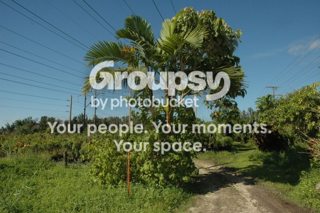 South Florida Palm Society Garden Tours - TRAVEL LOGS - PalmTalk