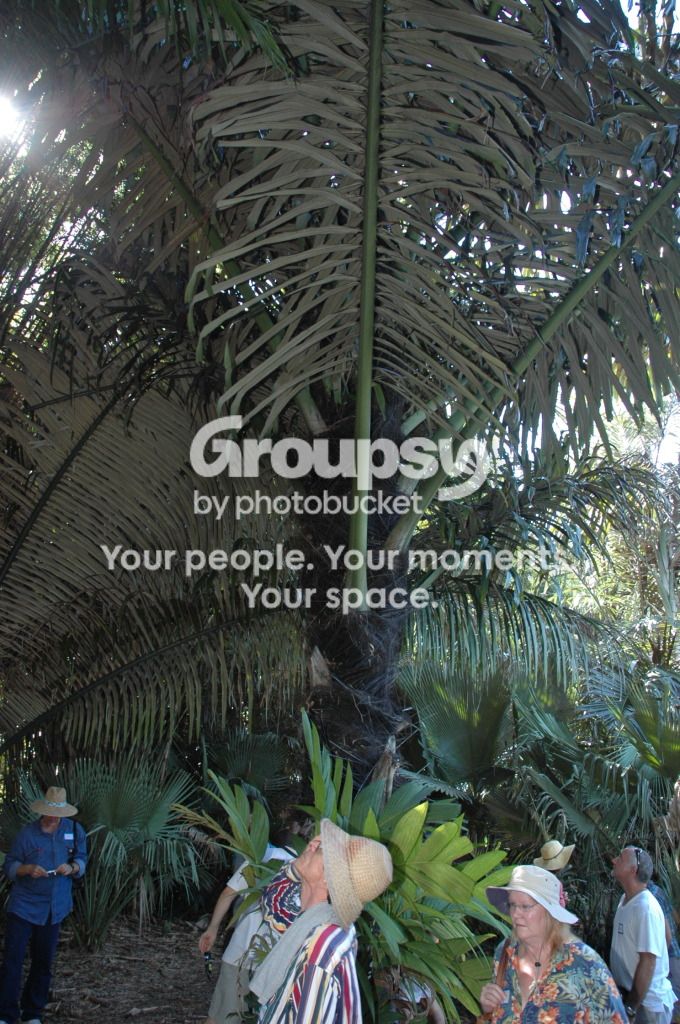 South Florida Palm Society Garden Tours - TRAVEL LOGS - PalmTalk