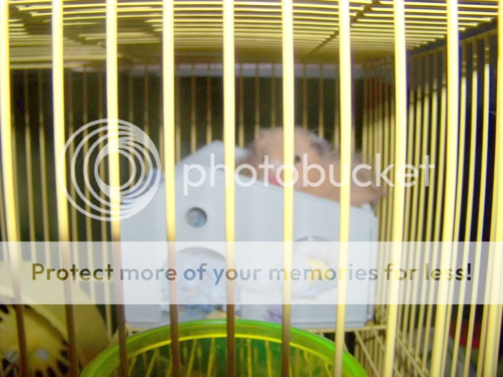 My other pets:siamese,cockatiel, hermit crab, hamster | Dog Forum