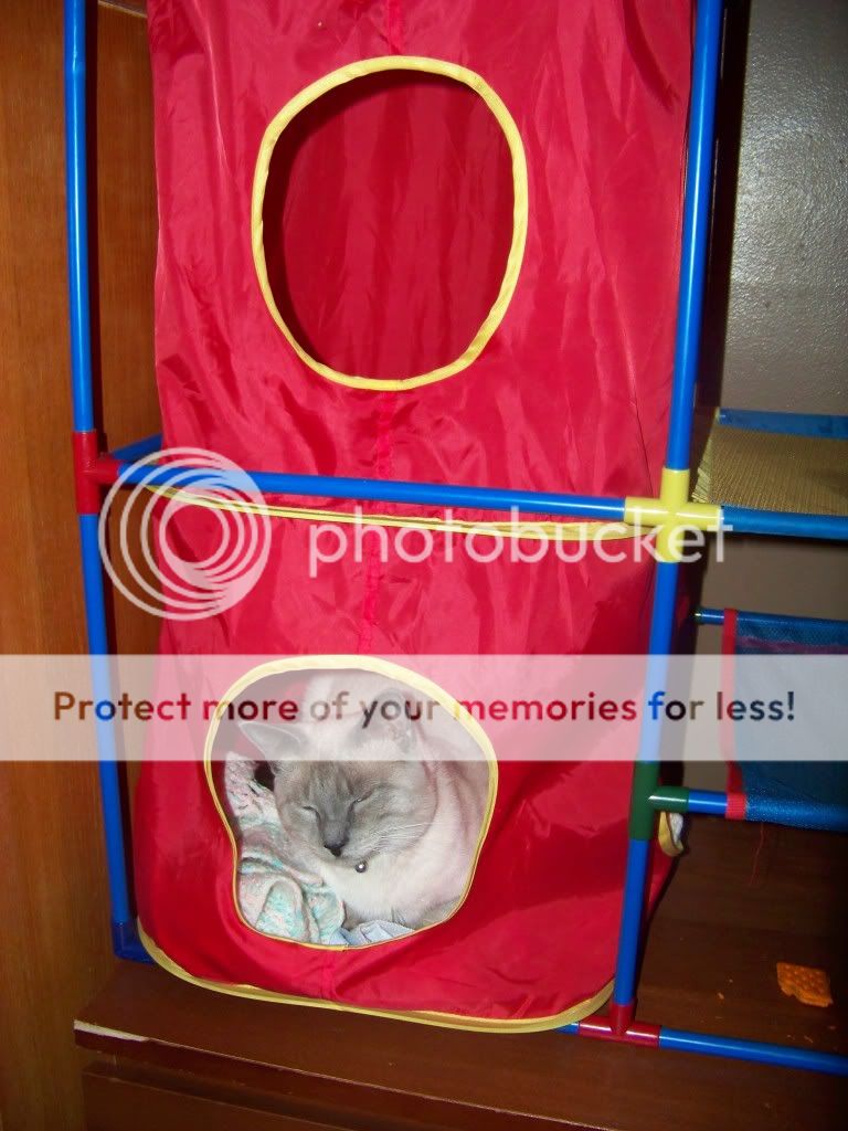 My other pets:siamese,cockatiel, hermit crab, hamster | Dog Forum