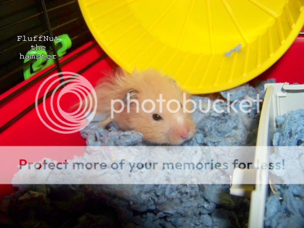 My other pets:siamese,cockatiel, hermit crab, hamster | Dog Forum