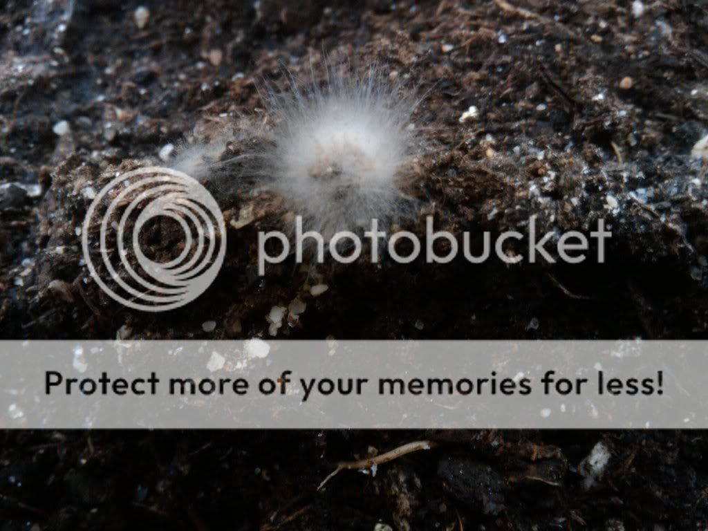 Strange white mold on soil surface ? | Grasscity Forums - The #1 ...